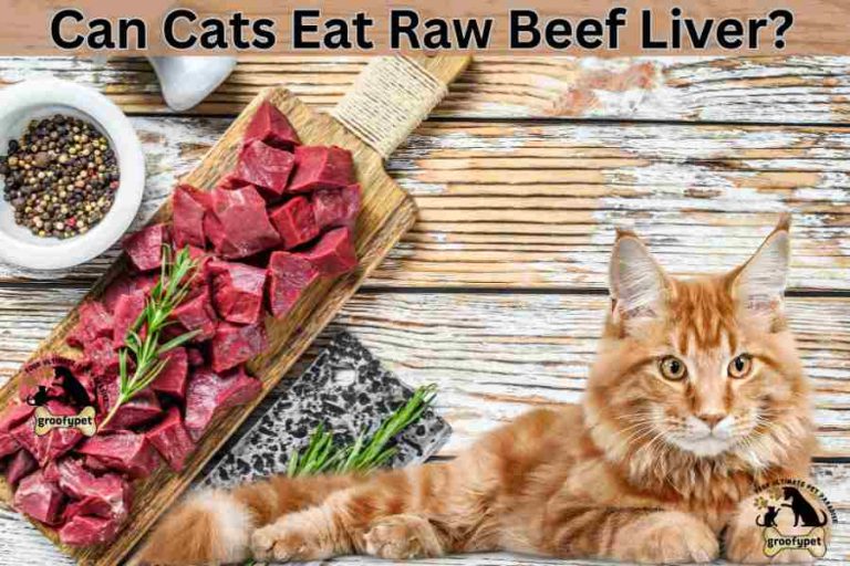 Can Cats Eat Raw Beef Liver? Is It Risk free or Risky! - groofypet