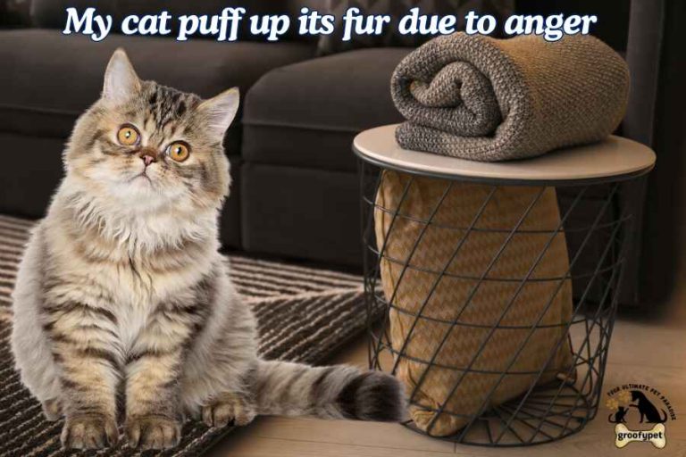 Why Do Cats Puff Up Their Fur? Explosive Emotion and Fierce Defense ...