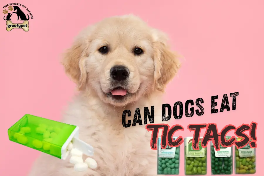 Can Dogs Eat Tic Tacs? The Startling Answer! - groofypet
